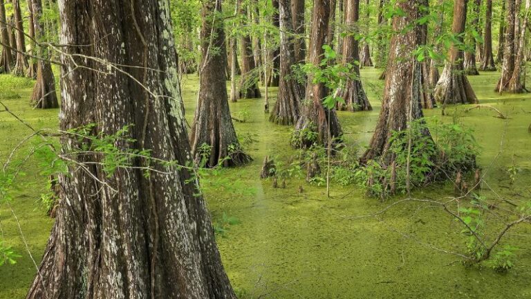 Top 10 Florida Swamps You Definitely Don’t Want to Get Lost In - Trips ...