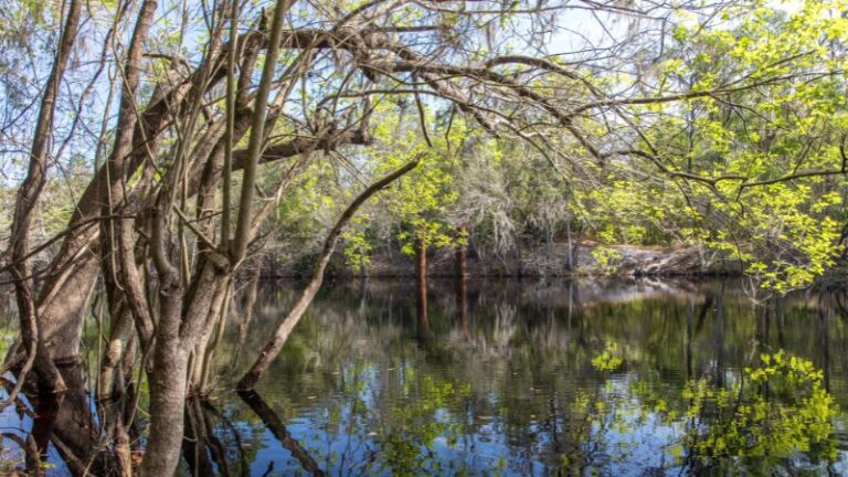 Top 10 Florida Swamps You Definitely Don’t Want to Get Lost In - Trips ...