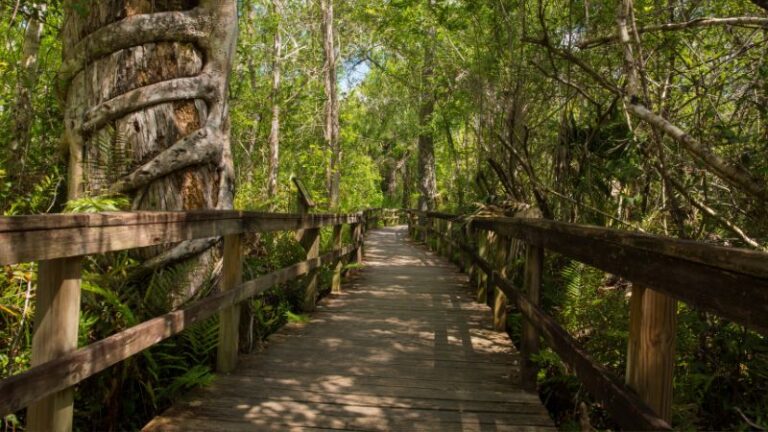 Top 10 Florida Swamps You Definitely Don’t Want to Get Lost In - Trips ...