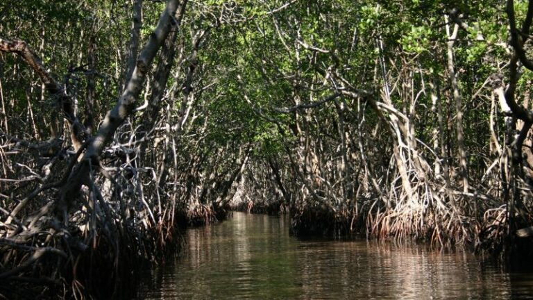 Top 10 Florida Swamps You Definitely Don’t Want to Get Lost In - Trips ...