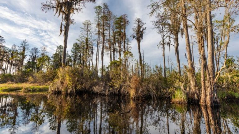 Top 10 Florida Swamps You Definitely Don’t Want to Get Lost In - Trips ...