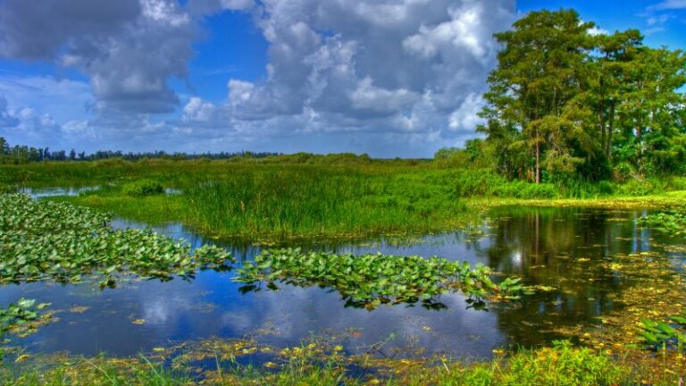 Top 10 Florida Swamps You Definitely Don’t Want to Get Lost In - Trips ...