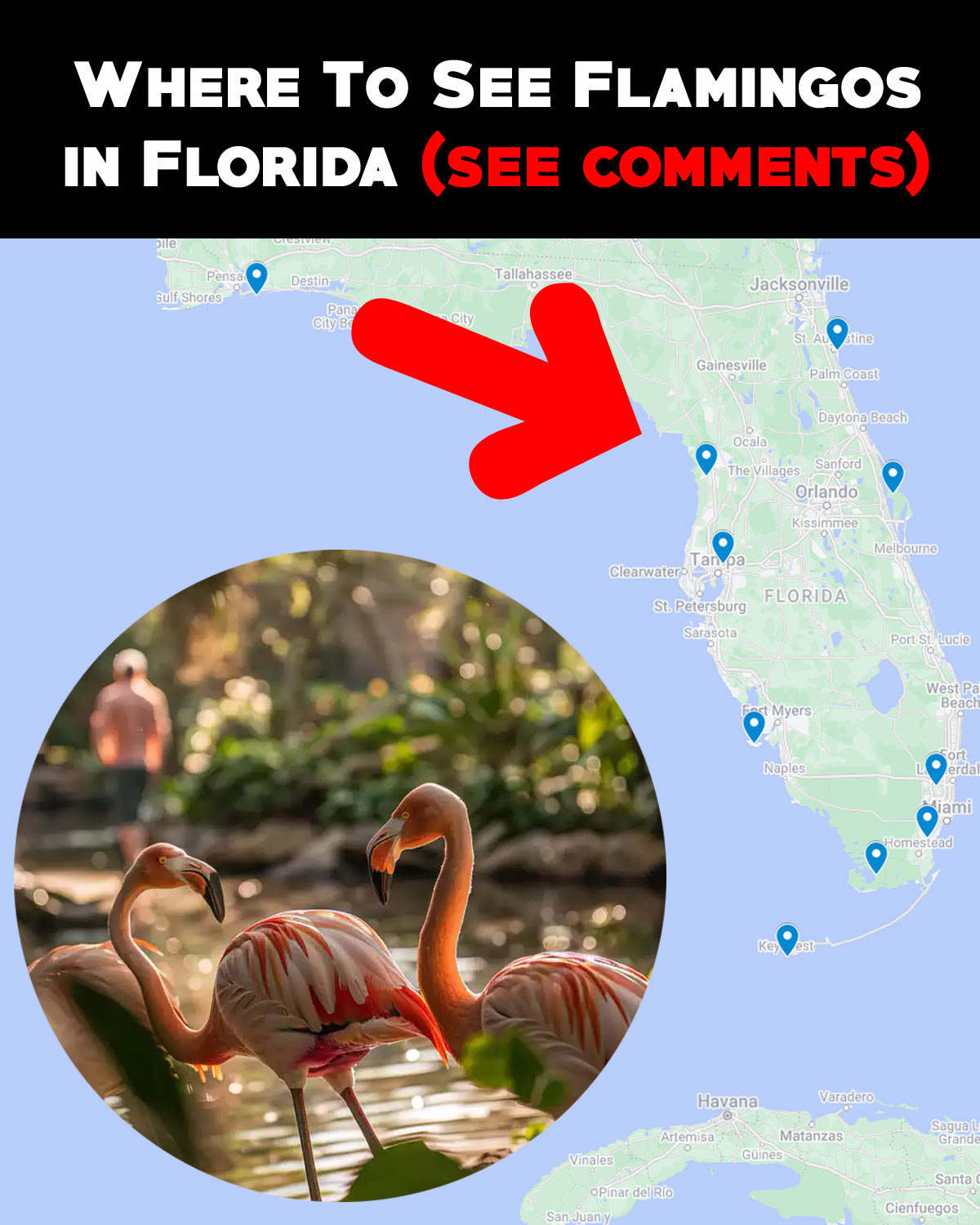 Where To See Flamingos In Florida - Trips To Explore